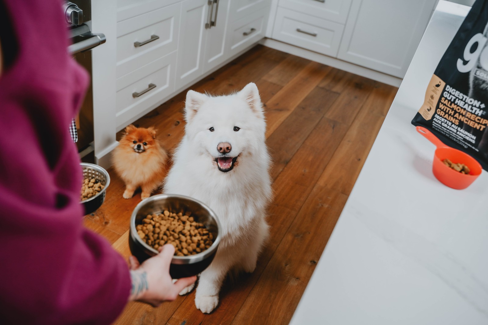 Healthy Pet Foods - AN INVESTIGATION INTO THE GUT MICROBIOME: GO ...